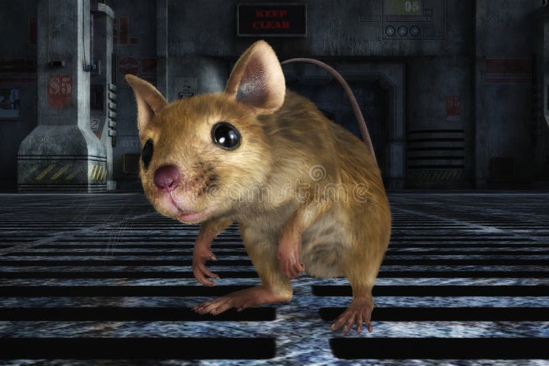 Mus Musculus Stock Illustrations – 105 Mus Musculus Stock Illustrations ...