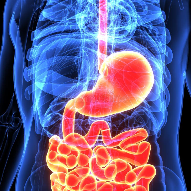 3d Illustration of Human Body Digestive System Stock Illustration ...