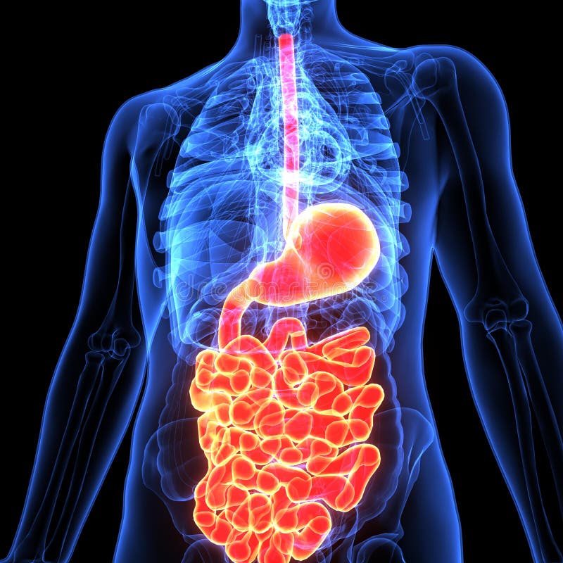 3d Illustration of Human Body Digestive System Stock Illustration ...