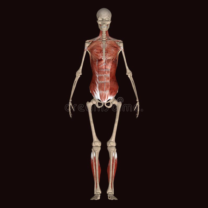 3d illustration human body stock illustration. Illustration of ...