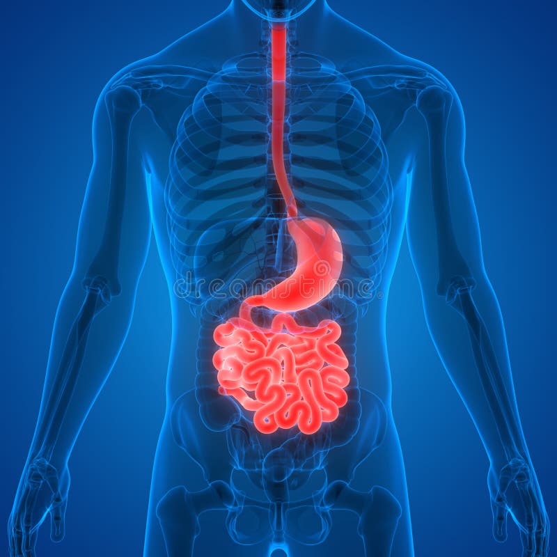 Human Body Organs Digestive System Anatomy Stock Illustration ...