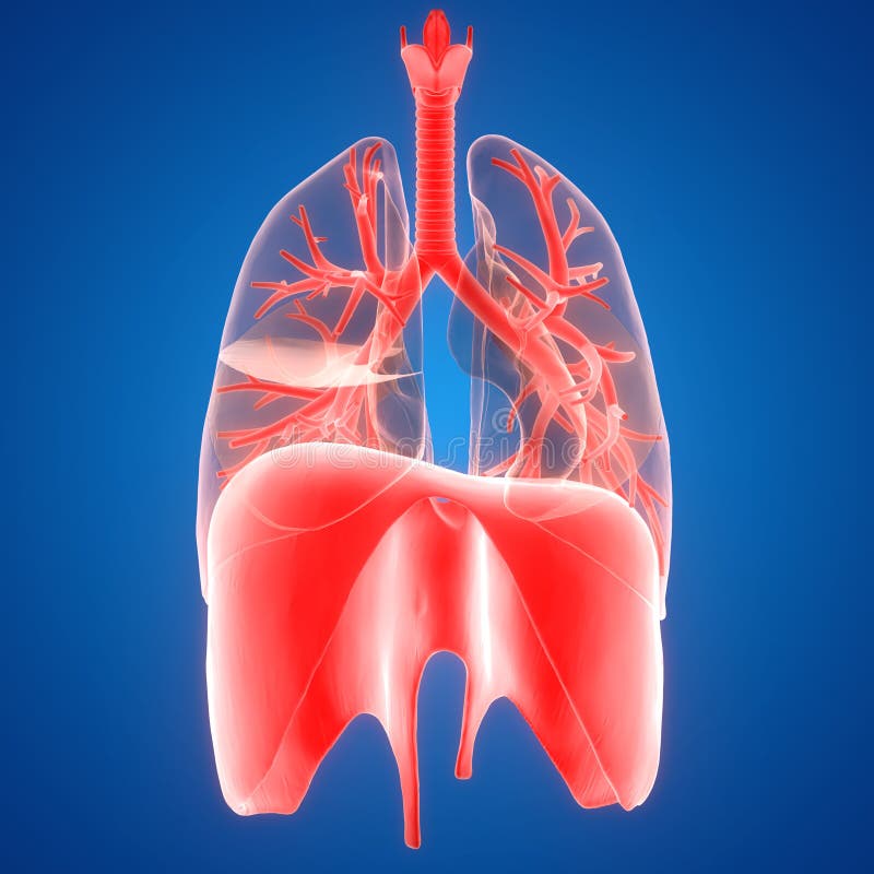 Human Body Organs Respiratory System Anatomy Stock Illustration ...