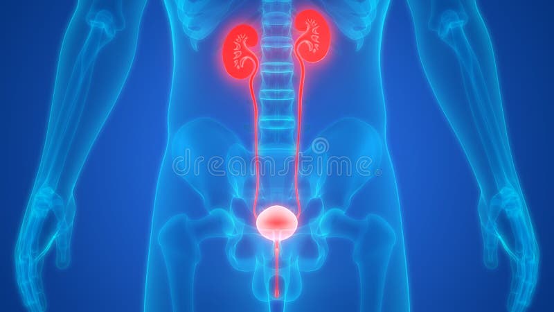 Human Body Organs Urinary System Kidneys Anatomy Stock Illustration ...