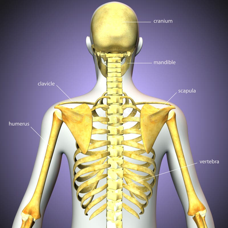 3d Illustration of Human Body Skeleton Anatomy Stock Illustration ...