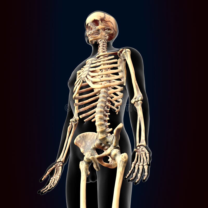 3d Illustration of Human Body Skeleton Anatomy. Stock Illustration ...