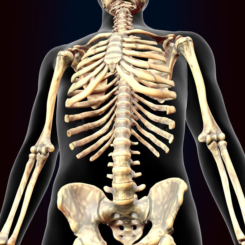3d Illustration of Human Body Skeleton Anatomy. Stock Illustration ...