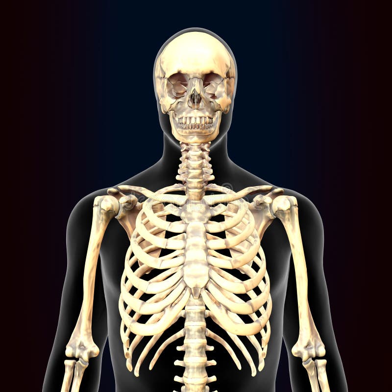 3d Illustration of Human Body Skeleton Anatomy. Stock Illustration ...