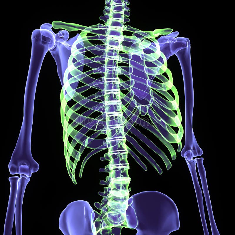 3D Illustration of Human Respiratory System Lungs Anatomy Stock ...