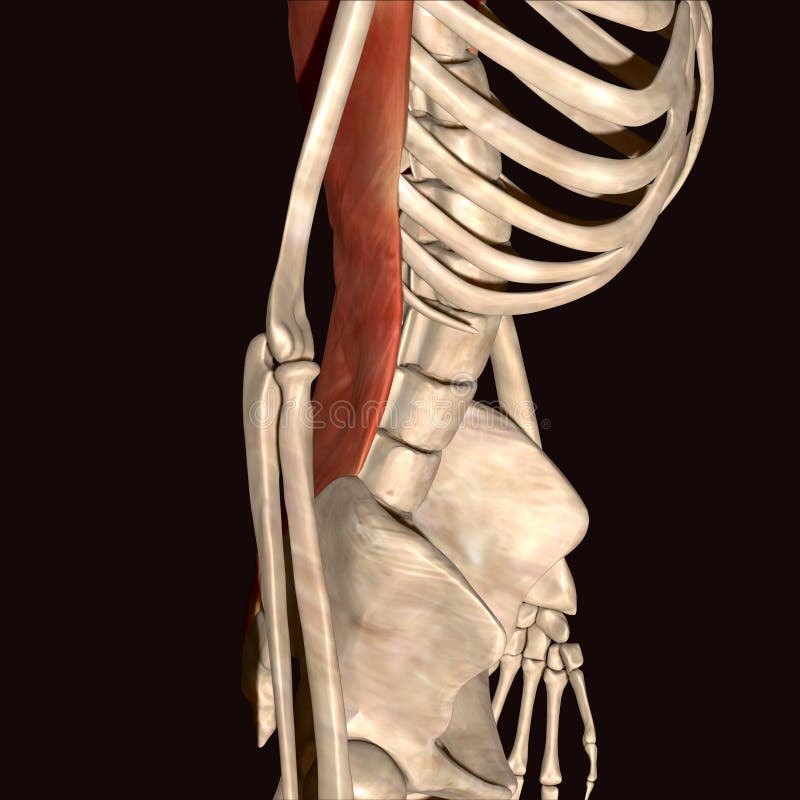 Skeletal Framework Stock Illustrations – 128 Skeletal Framework Stock ...