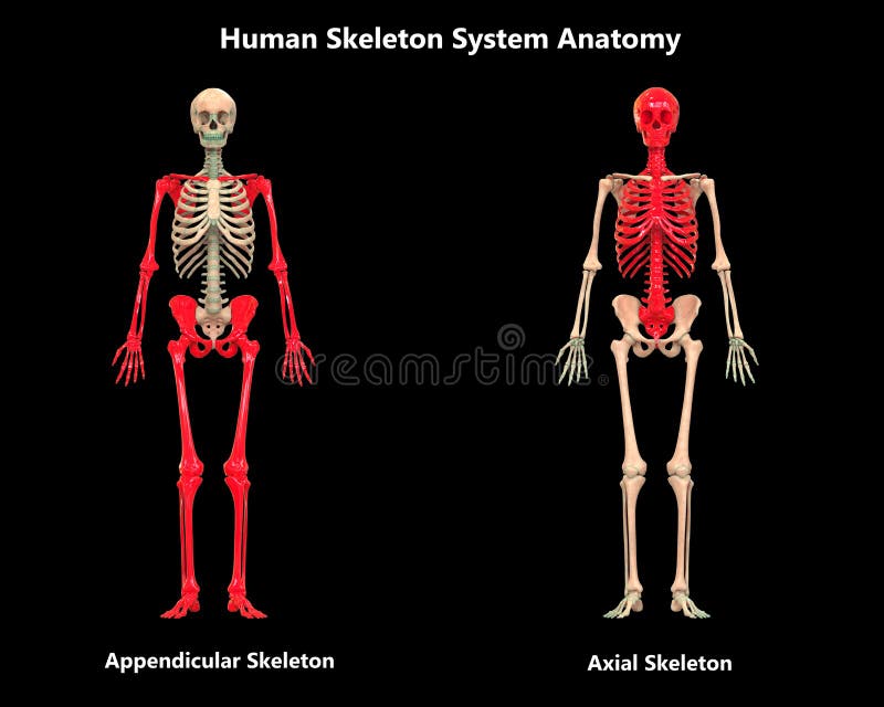 Human Body Skeleton System Appendicular and Axial Skeleton Anatomy ...
