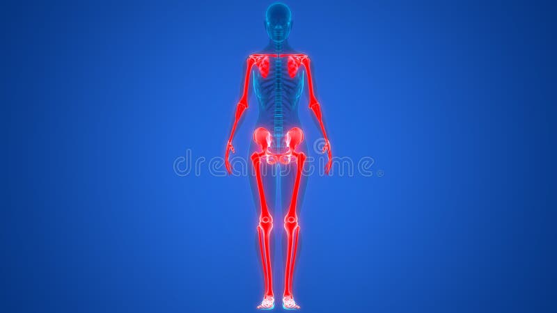 Human Body Skeleton System Appendicular Skeleton Anatomy Stock ...