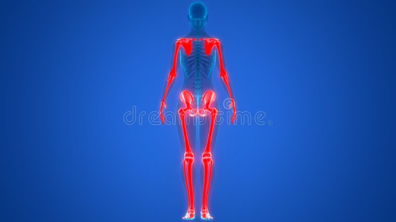 Human Body Skeleton System Appendicular Skeleton Anatomy Stock ...