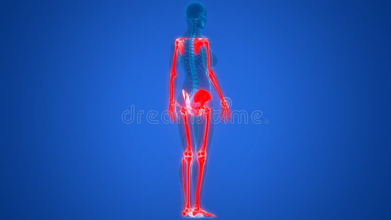 Human Body Skeleton System Appendicular Skeleton Anatomy Stock ...