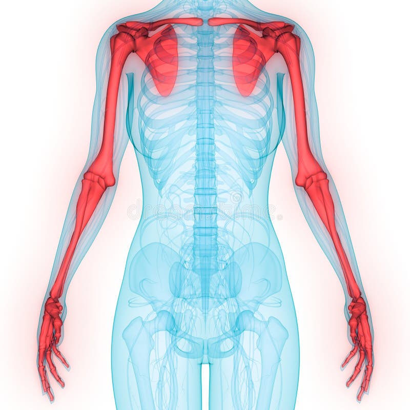 Human Body Skeleton System Upper Limbs Bone Joints Anatomy Stock ...