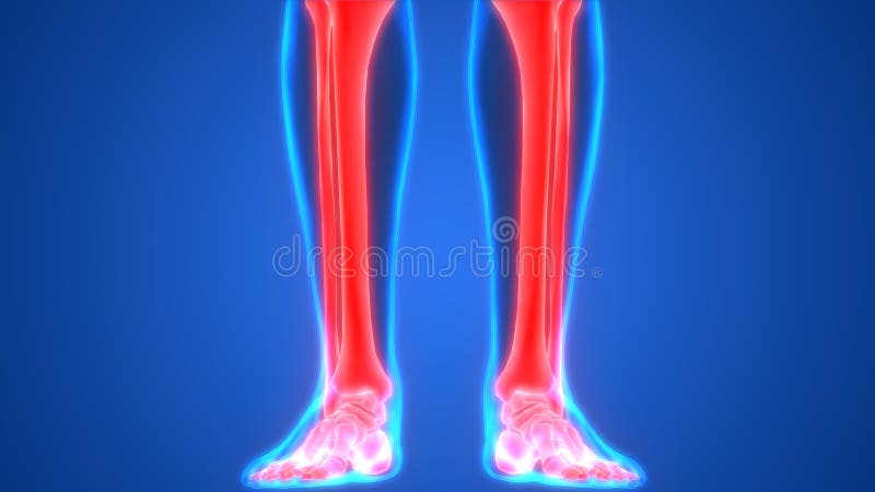 Human Body Skeleton System Leg Bone Joints Anatomy Stock Illustration ...