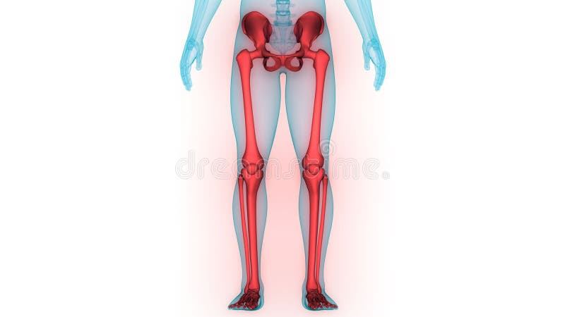 Human Body Skeleton System Lower Limbs Bone Joints Anatomy Stock ...