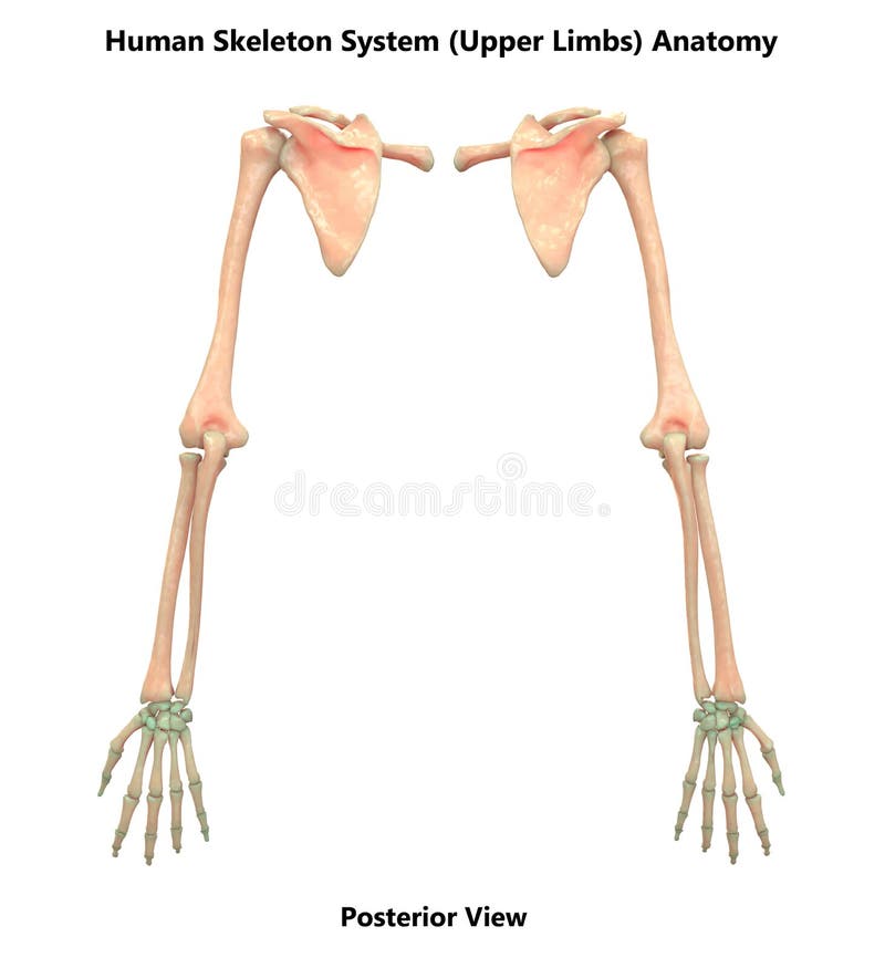 Human Body Skeleton System Upper Limbs Anatomy Stock Illustration ...