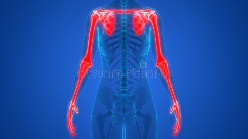 Human Body Skeleton System Upper Limbs Bone Joints Anatomy Stock ...