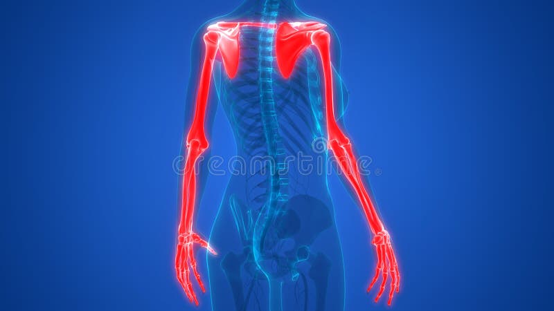Human Body Skeleton System Upper Limbs Bone Joints Anatomy Stock ...