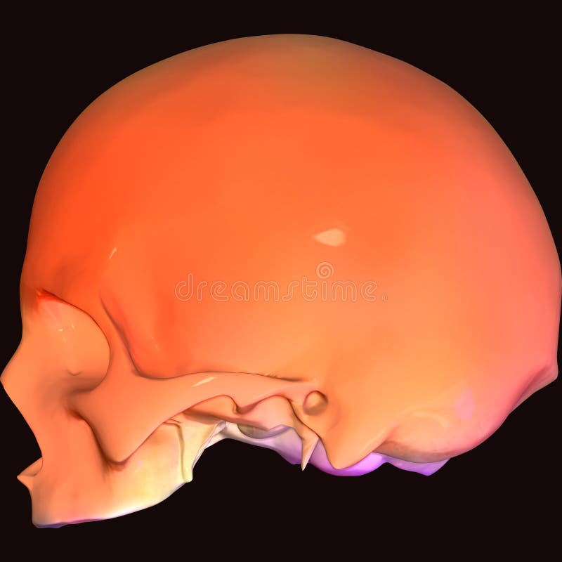 3d Illustration Human Body Skull Stock Illustration - Illustration of ...