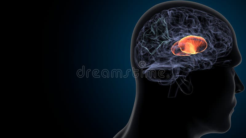3d Illustration of Human Brain Brain Putamen Anatomy. Stock ...