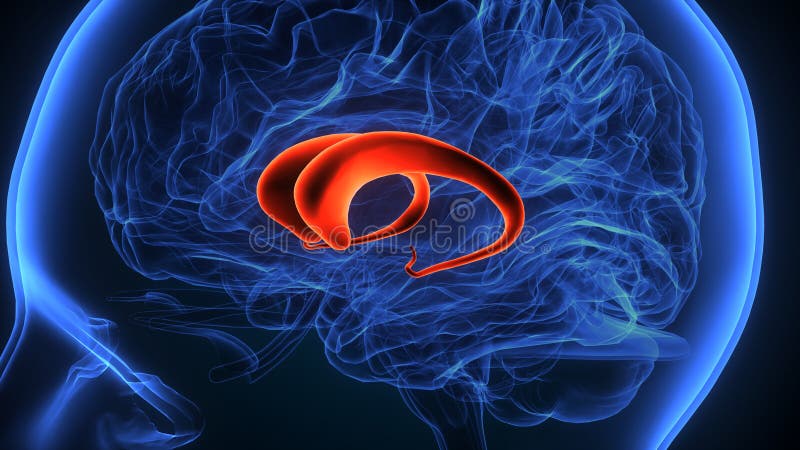3d Illustration of Human Brain Caudate Nucleus Anatomy. Stock ...