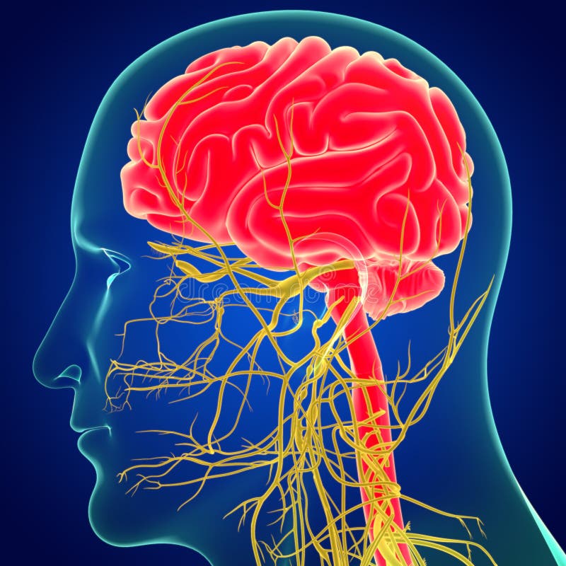 3D Illustration Human Brain with Nerves System Anatomy 3D Stock ...