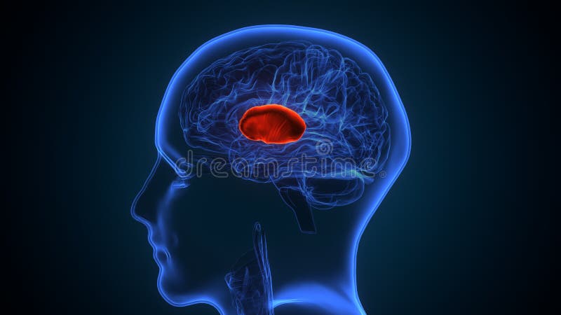 3d Illustration Human Brain Put Amen Anatomy. Stock Illustration ...