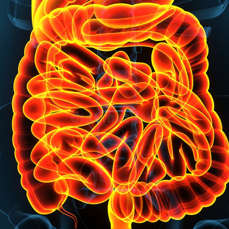 3d Illustration of Human Digenative System Anatomy Stock Illustration ...