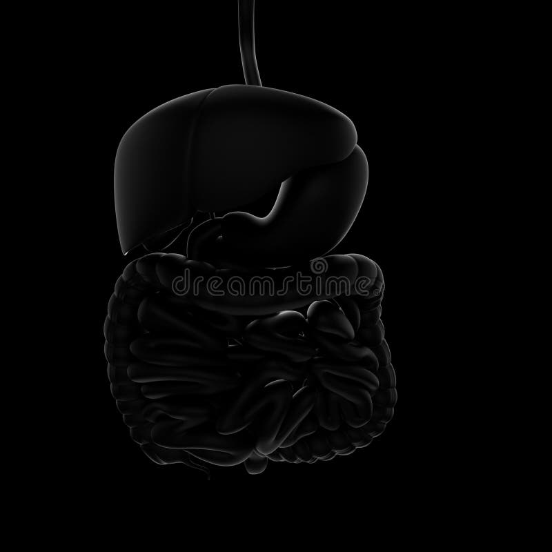 3D Illustration of Human Digestive System Black Background. Front View ...