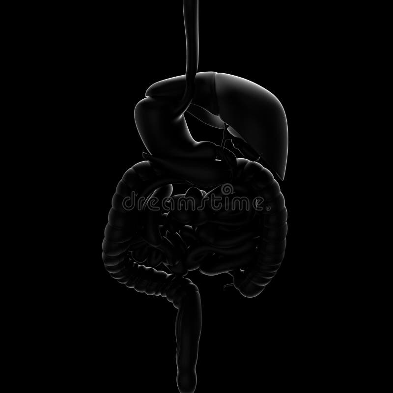 3D Illustration of Human Digestive System Black Background. Front View ...