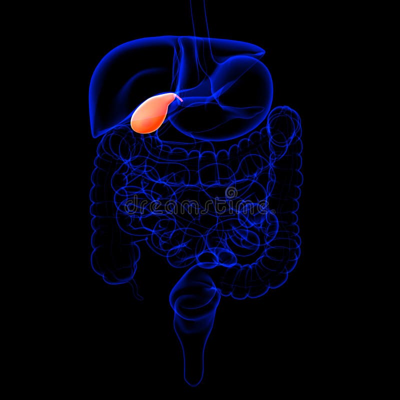 3d Illustration Human Digestive_Gall_Bladder 3D Render Stock ...
