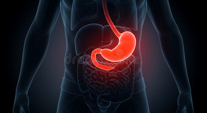 Human Stomach Anatomy Digestive System 3D Illustration Stock ...