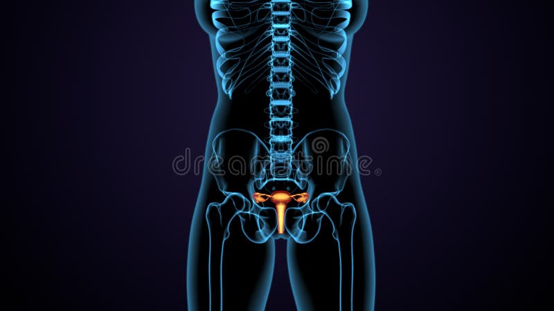 3d Illustration Of Human Female Reproductive System Anatomy Stock