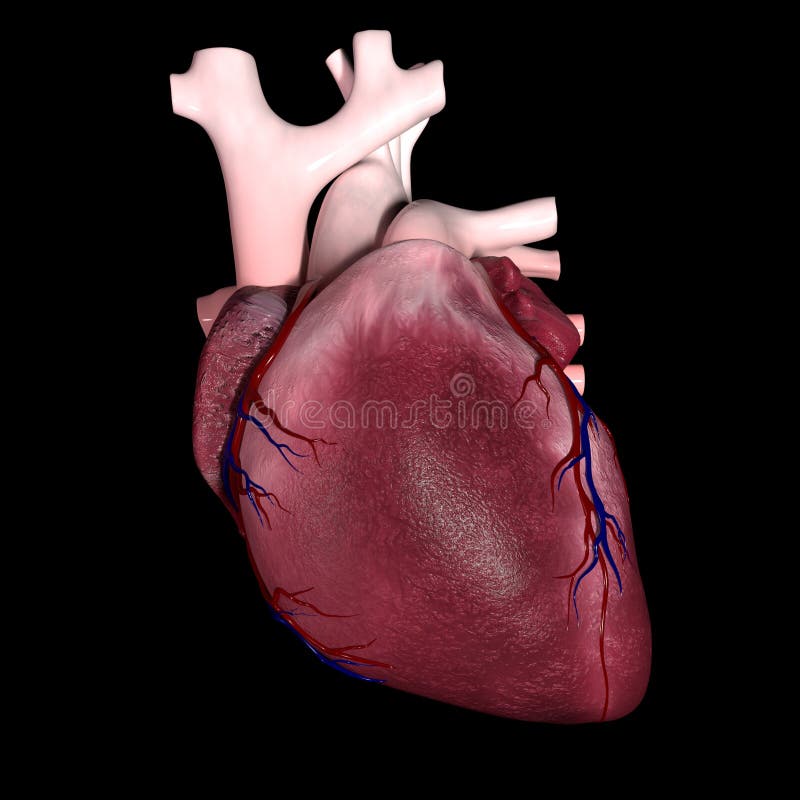 3d Front Illustration of the Human Heart Stock Illustration ...