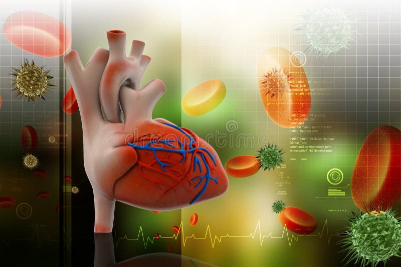 Human heart with platelets stock illustration. Illustration of body ...