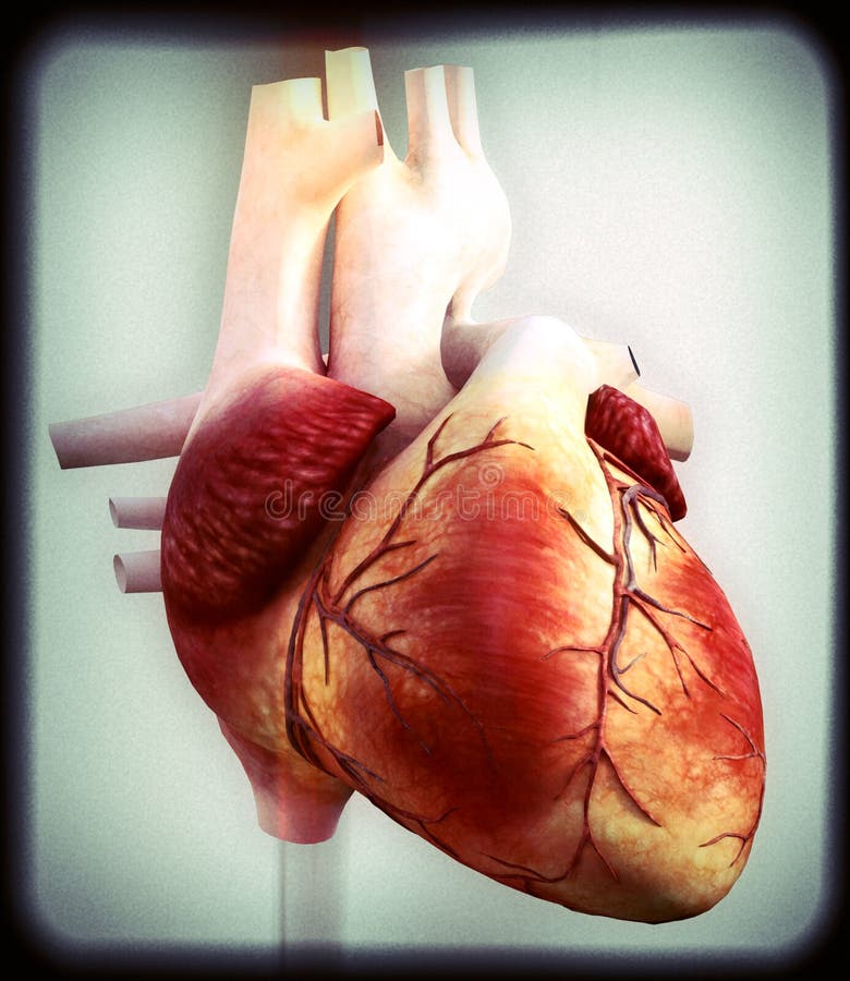 3d Illustration of Human Heart Stock Illustration - Illustration of ...