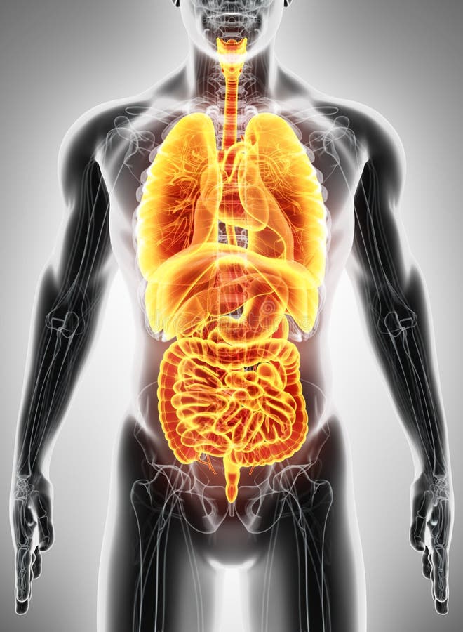 3D Illustration of Human Internal Organic. Stock Illustration ...