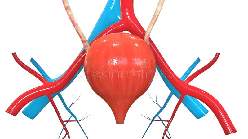 Human Internal Organs Urinary System Kidneys with Bladder Anatomy Stock ...