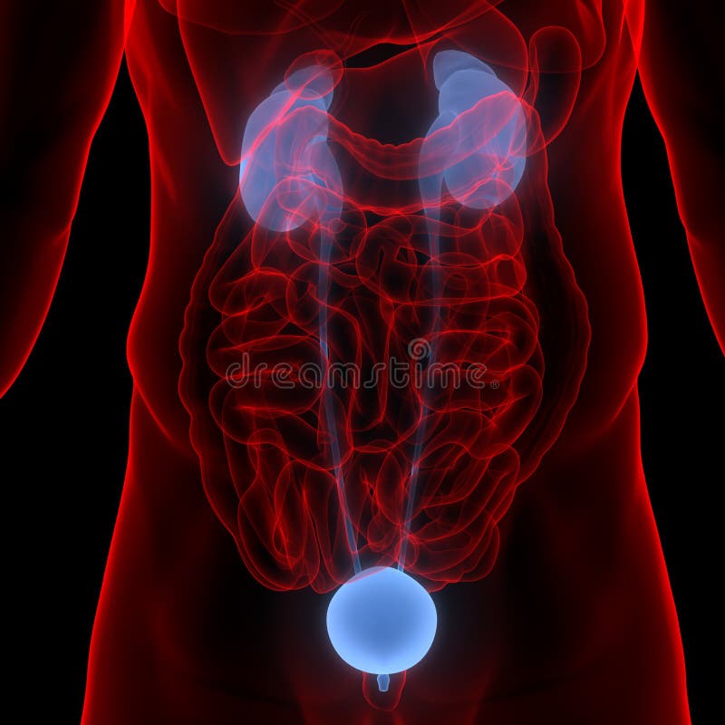 Human Internal Organs Urinary System Kidneys with Bladder Anatomy. 3D ...