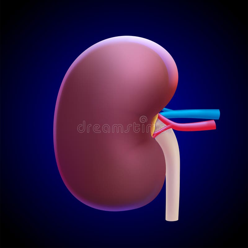 3D Illustration of Human Kidney Used in Medicine, Education and ...