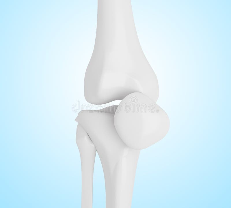 3d Illustration of Human Knee Bones Stock Illustration - Illustration ...
