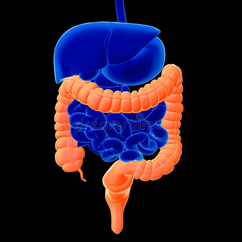 3d Illustration Human Large_intestine Stock Illustration - Illustration ...
