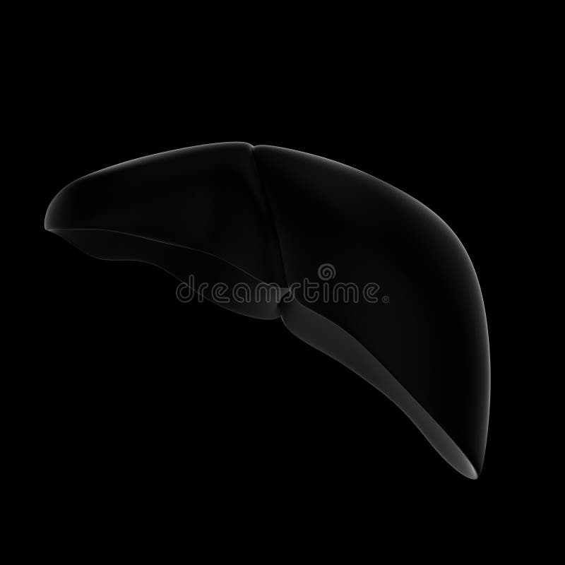 3D Illustration of Human Liver Black Background. Front View Stock ...