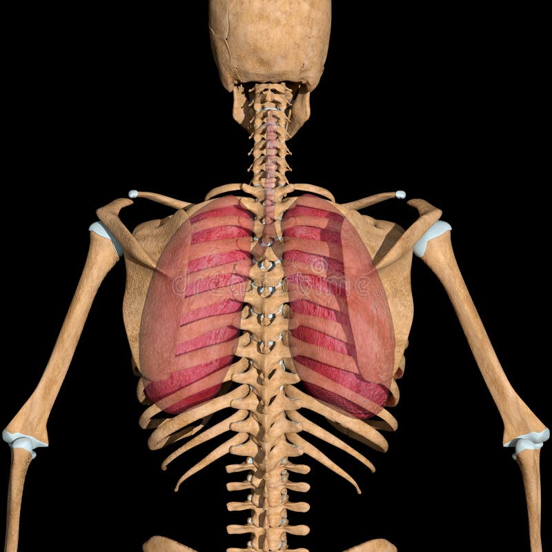 3d Illustration of the Human Lungs Back View Stock Illustration ...
