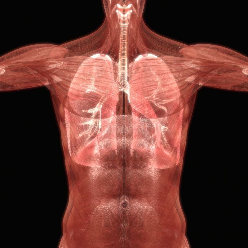 Human Lungs Inside Anatomy Larynx, Trachea, Bronchioles Stock ...