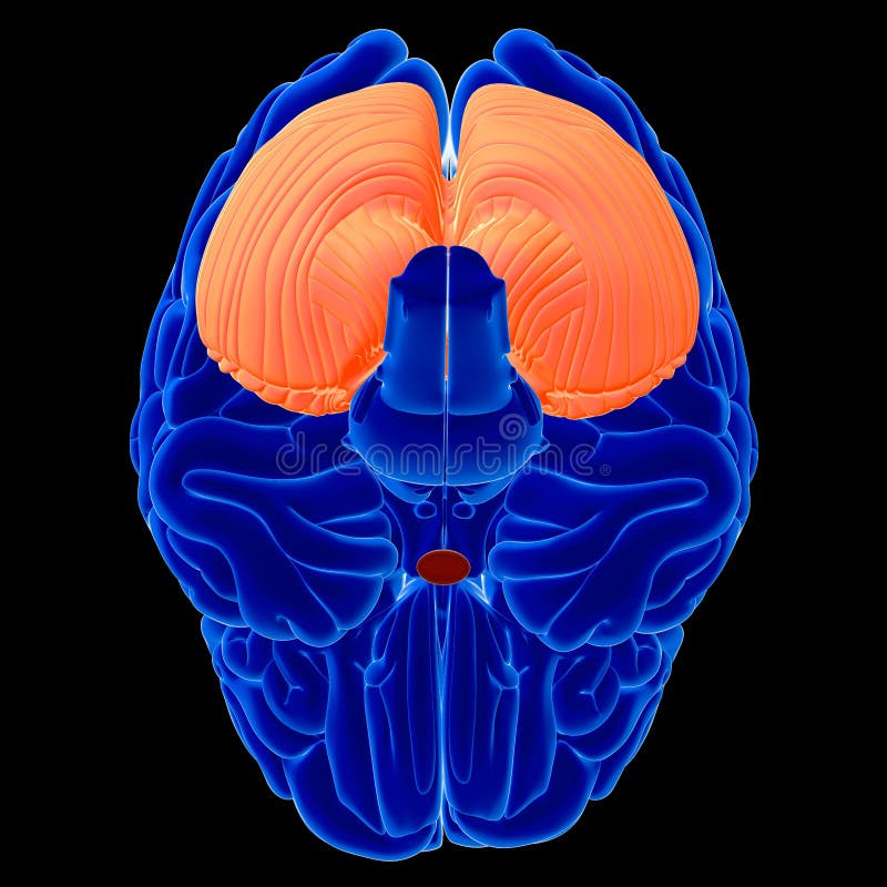 3d Illustration Human Nervous Brain Cerebellum Bottom Angle Stock ...