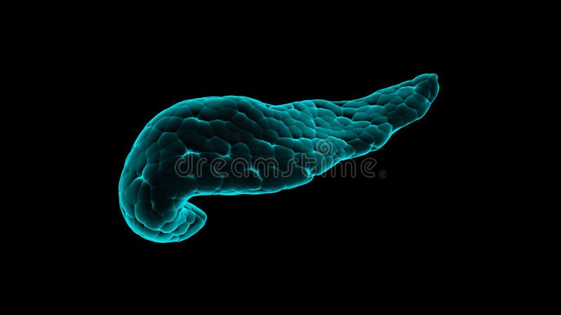 3d Illustration of Human Pancreas X-ray Stock Image - Image of ...