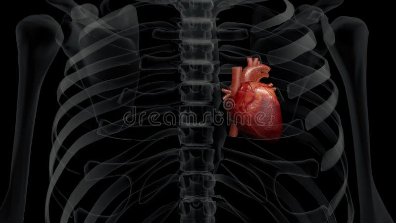 3D Illustration of a Human X-ray Chest and a Realistic Heart Stock ...