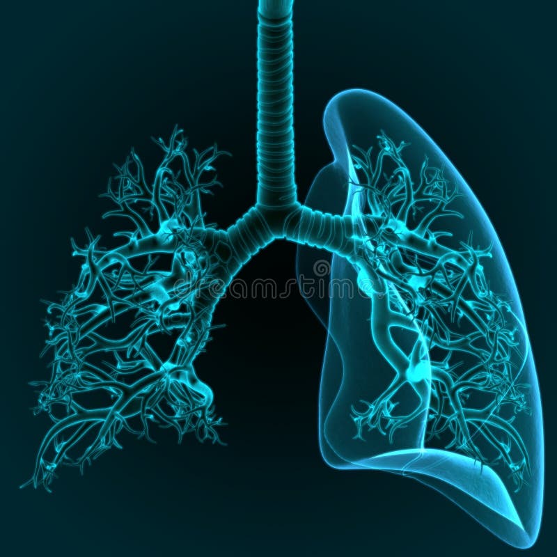 3d Illustration Human Respiratory System Lungs Anatomy Bronchi